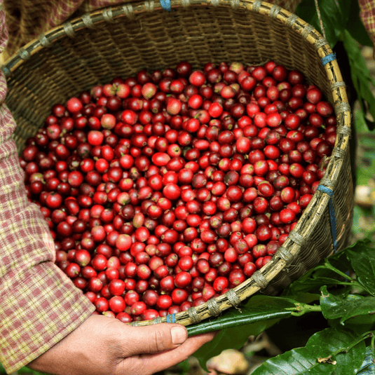 Palarnia kawy specialty i sklep 100% Arabica | JAVA Coffee Roasters ...